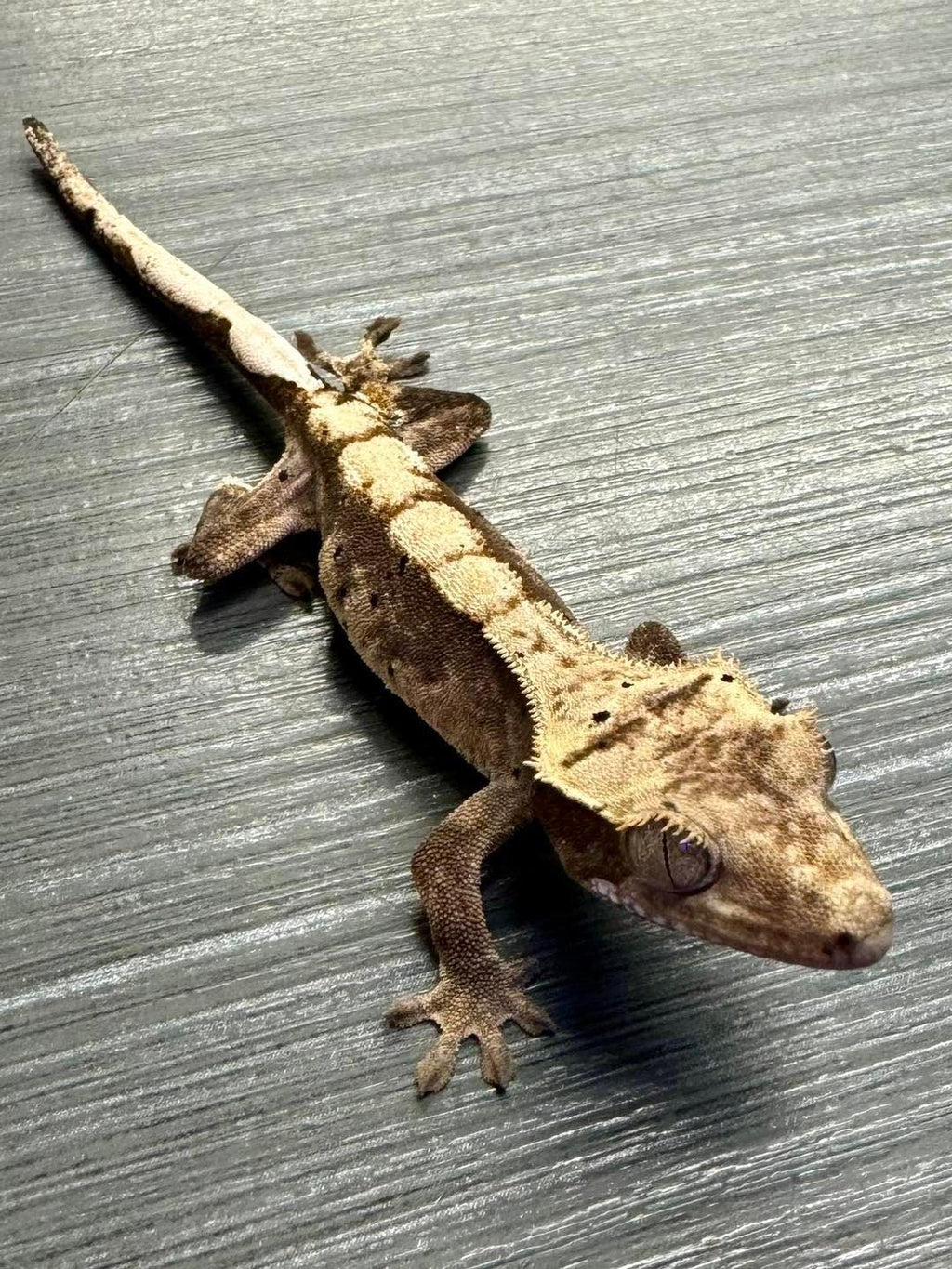 Geckos For Sale | Current Stock List | Talk To Our Experts — The ...
