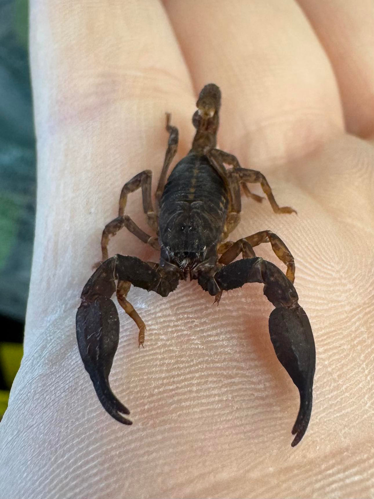 Sumatran Bark Scorpion (Chaerilus sp. “Sumatra”) — The Reptile Hotel