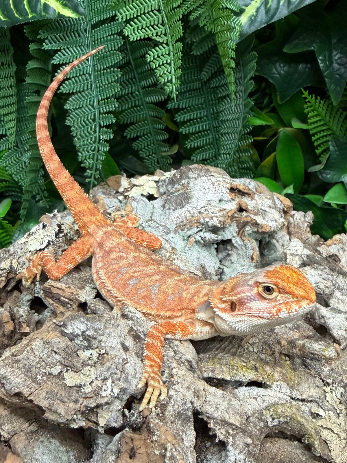 CB25 Fancy Bearded Dragons — The Reptile Hotel