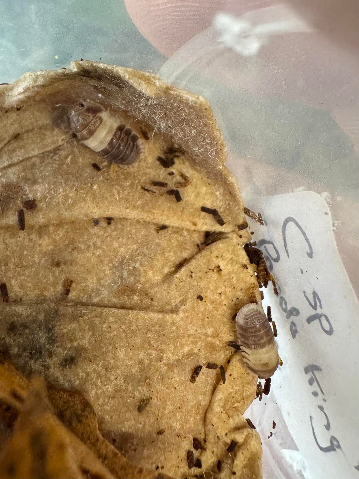 CB Panda King Isopods (Cubaris sp. “Panda King”) (Pack of 10) — The ...