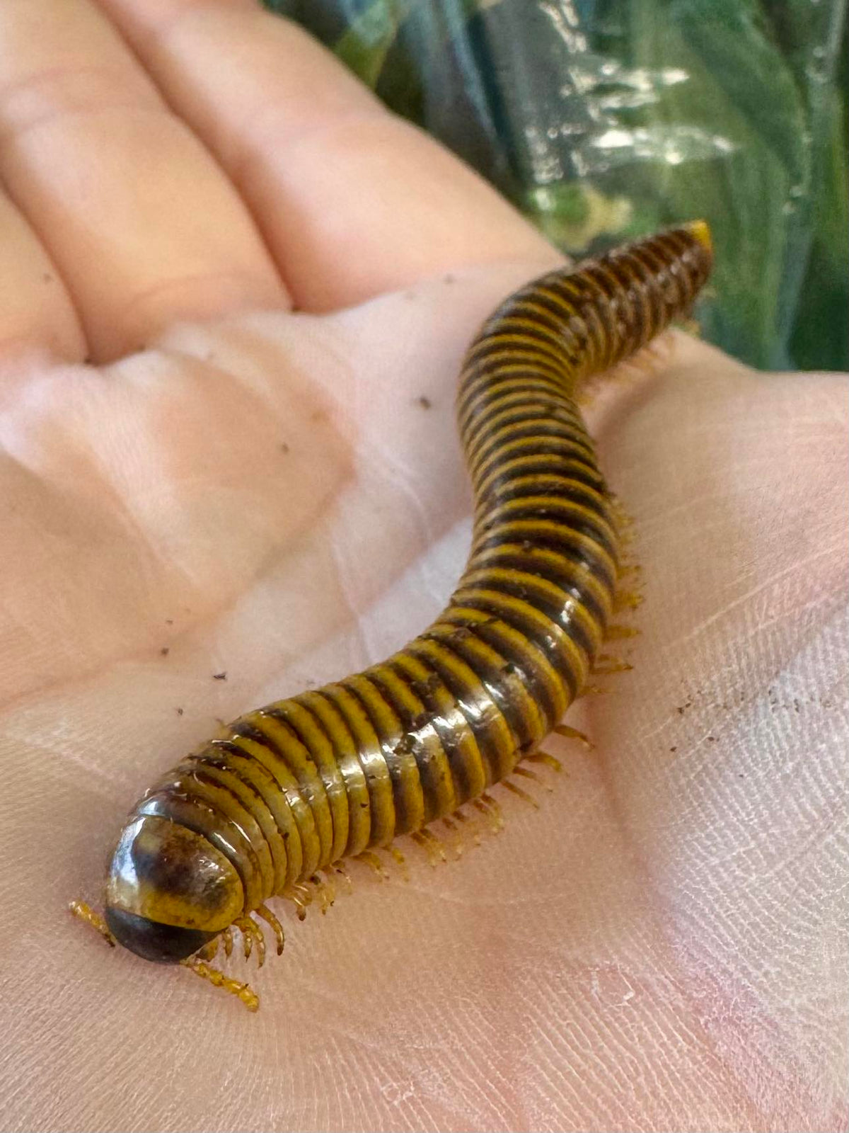 Sulawesi Hornet Millipedes (Salpidobolus sp. “Sulawesi”) — The Reptile ...