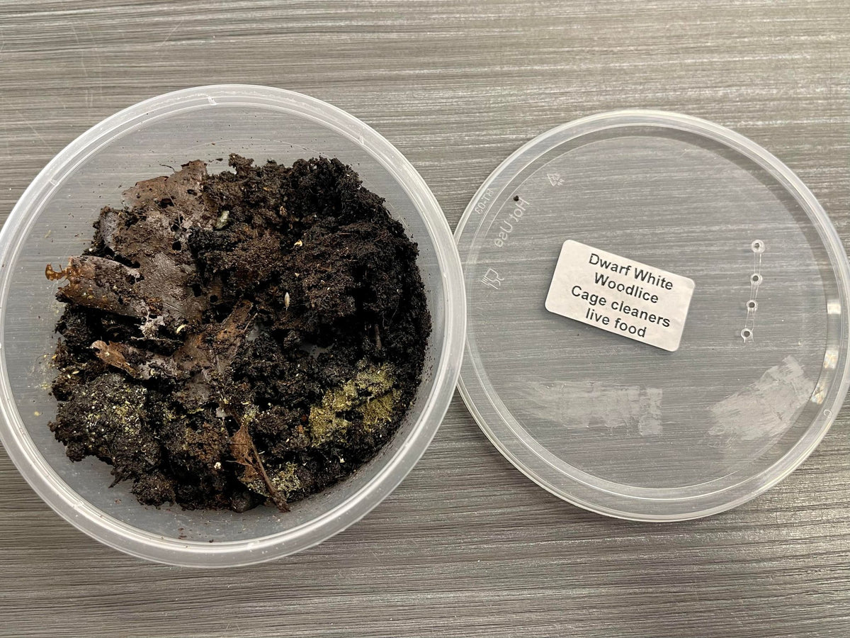 CB Dwarf White Isopods — The Reptile Hotel