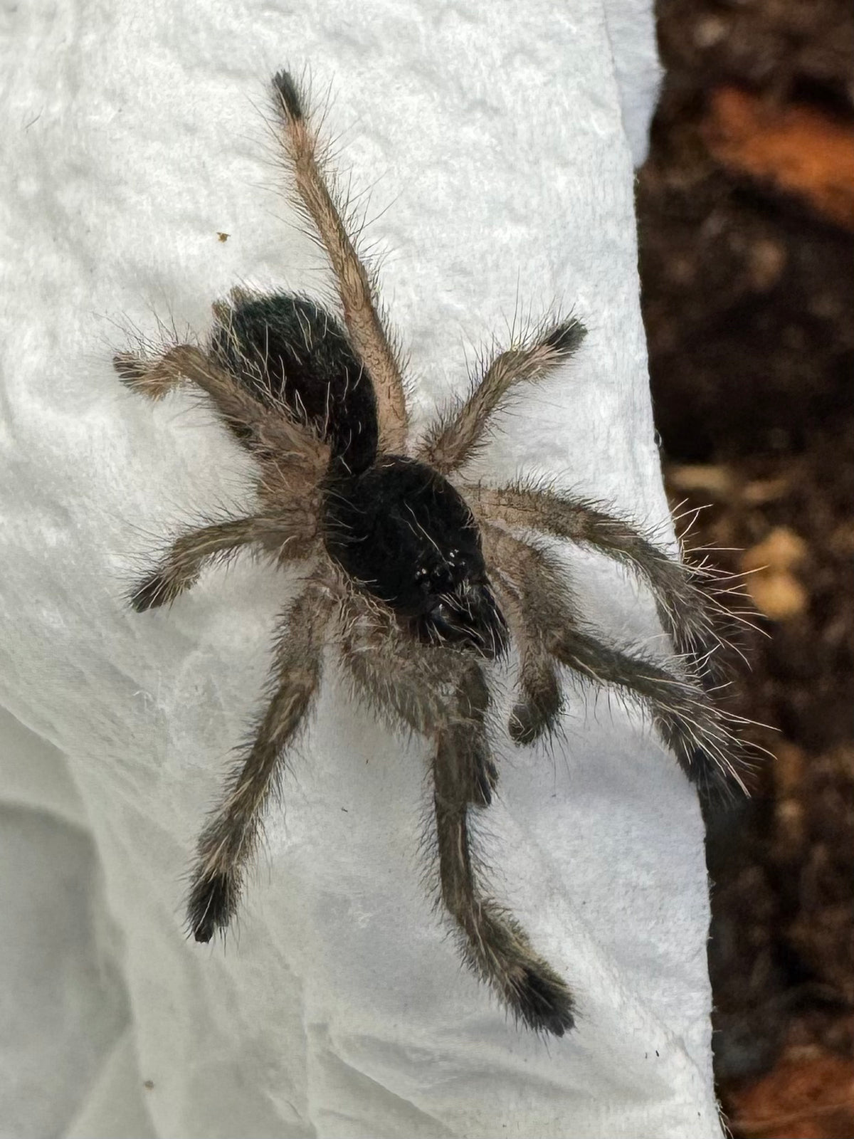 CB Skeleton Tarantula (Ephebopus Murinus) — The Reptile Hotel