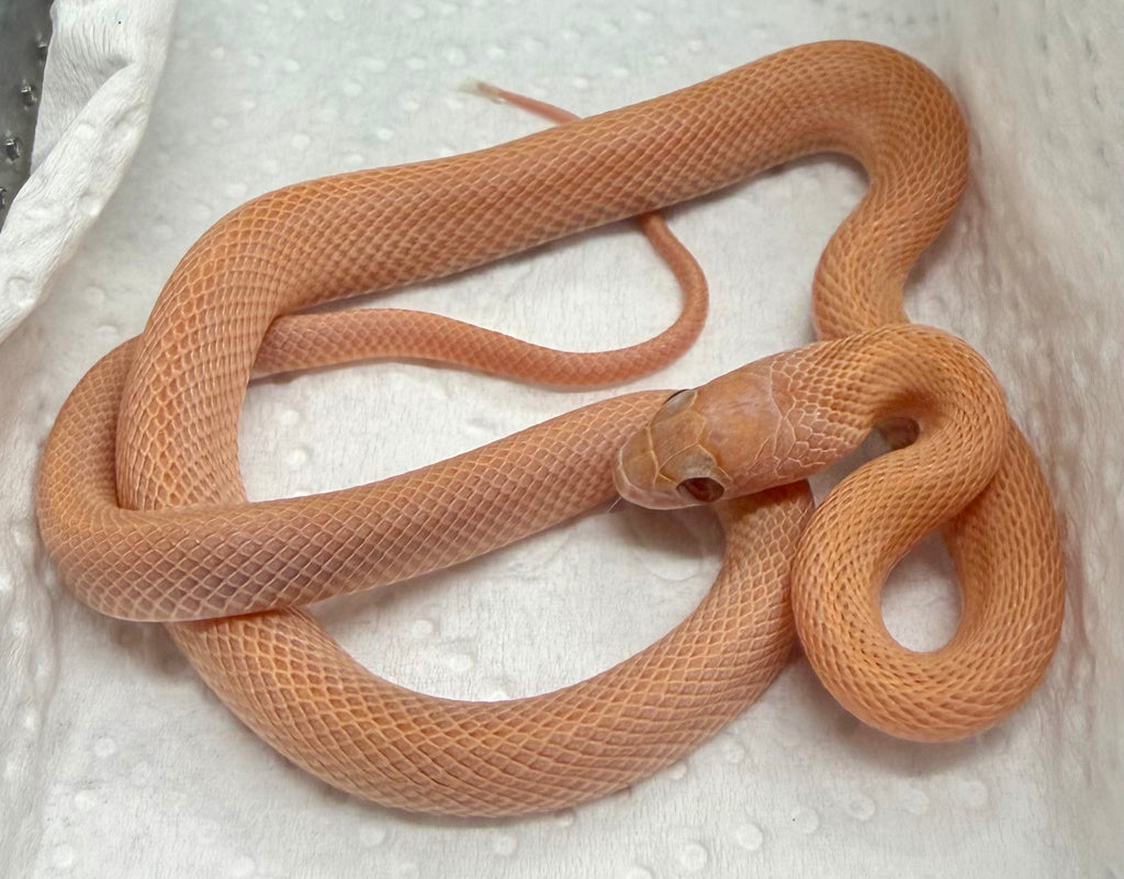 Snakes For Sale | Current Stock List | Talk To Our Experts — The ...