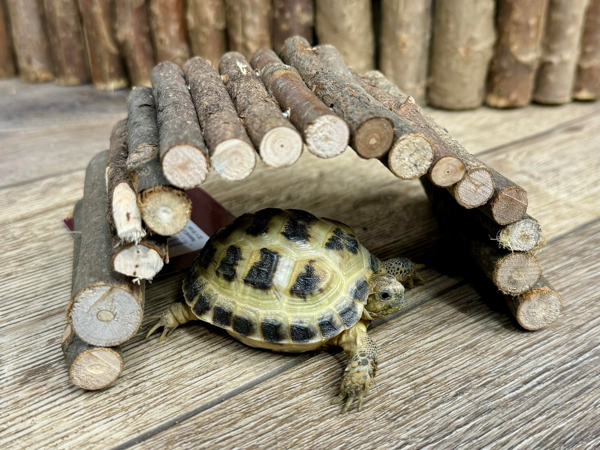 Natural Living Bridge — The Reptile Hotel