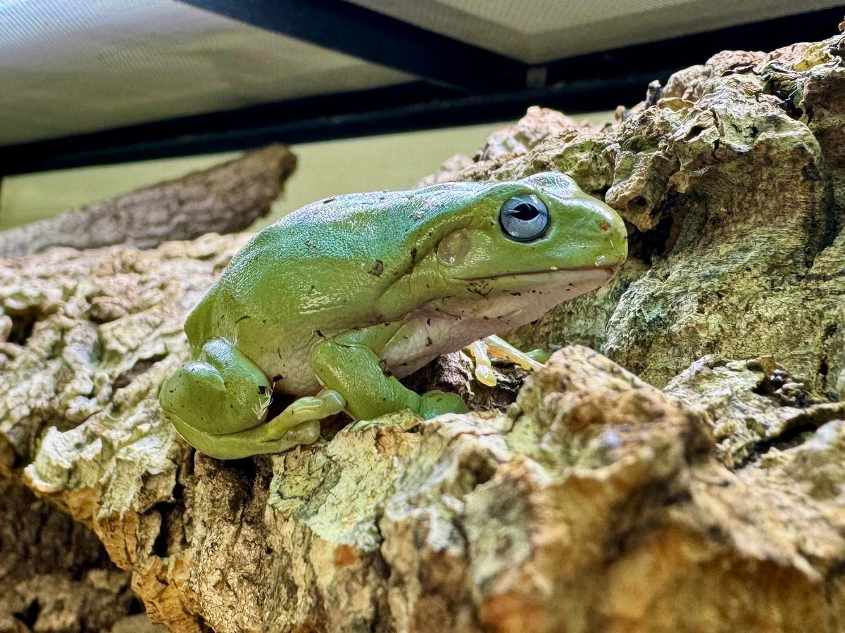 CB Whites Tree Frog — The Reptile Hotel