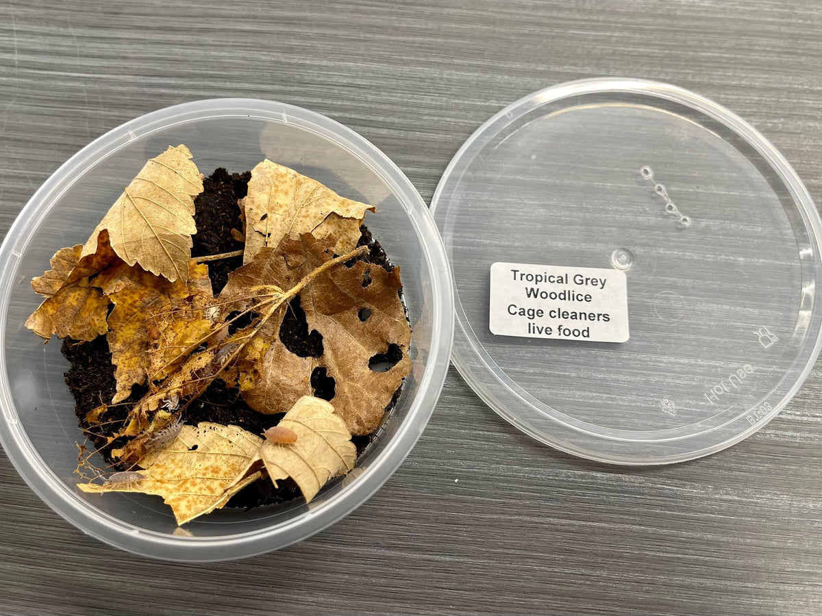 CB Tropical Grey Isopods — The Reptile Hotel