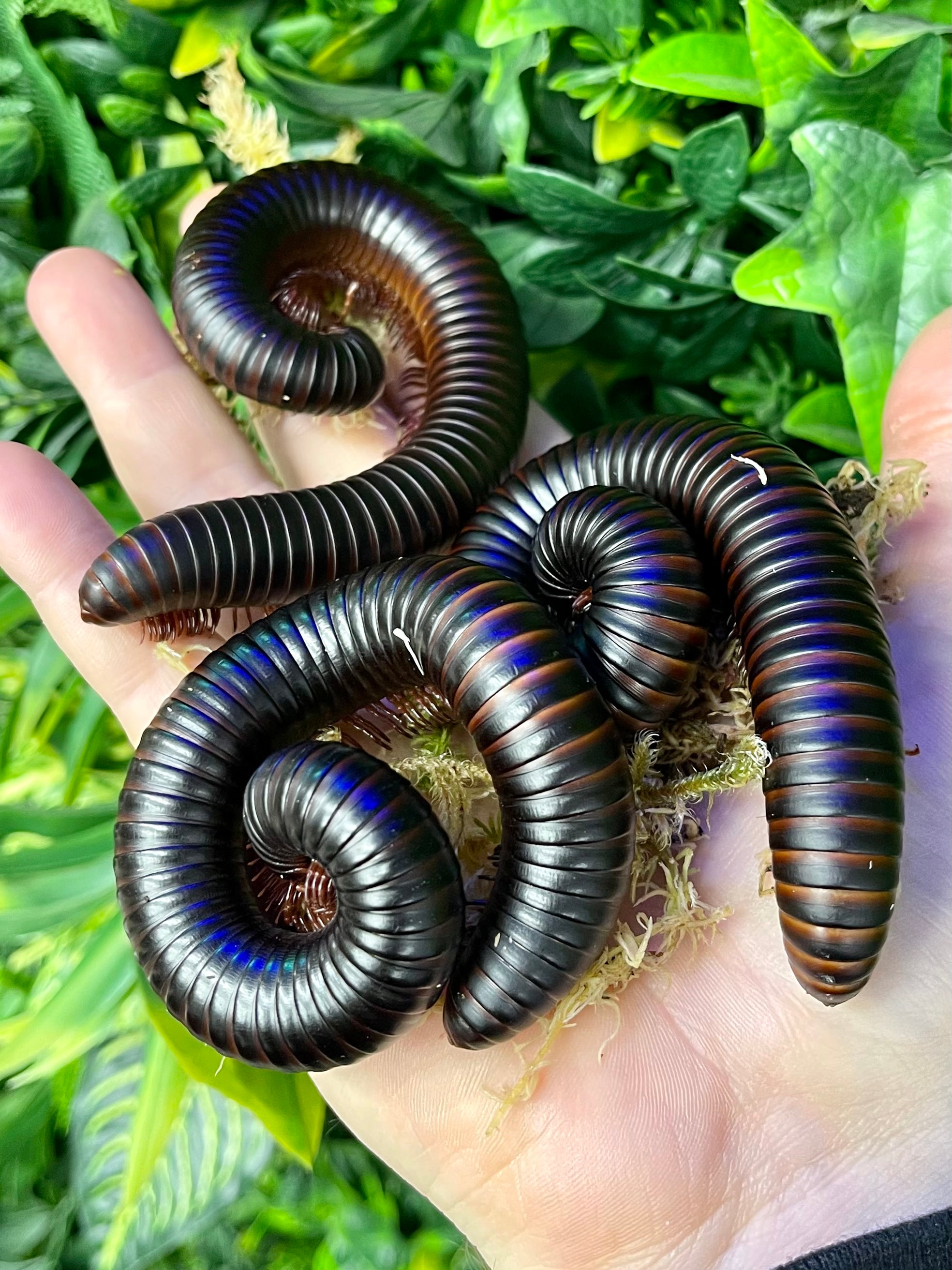 Giant African Train Millipede (Archispirostreptus Gigas) — The Reptile ...