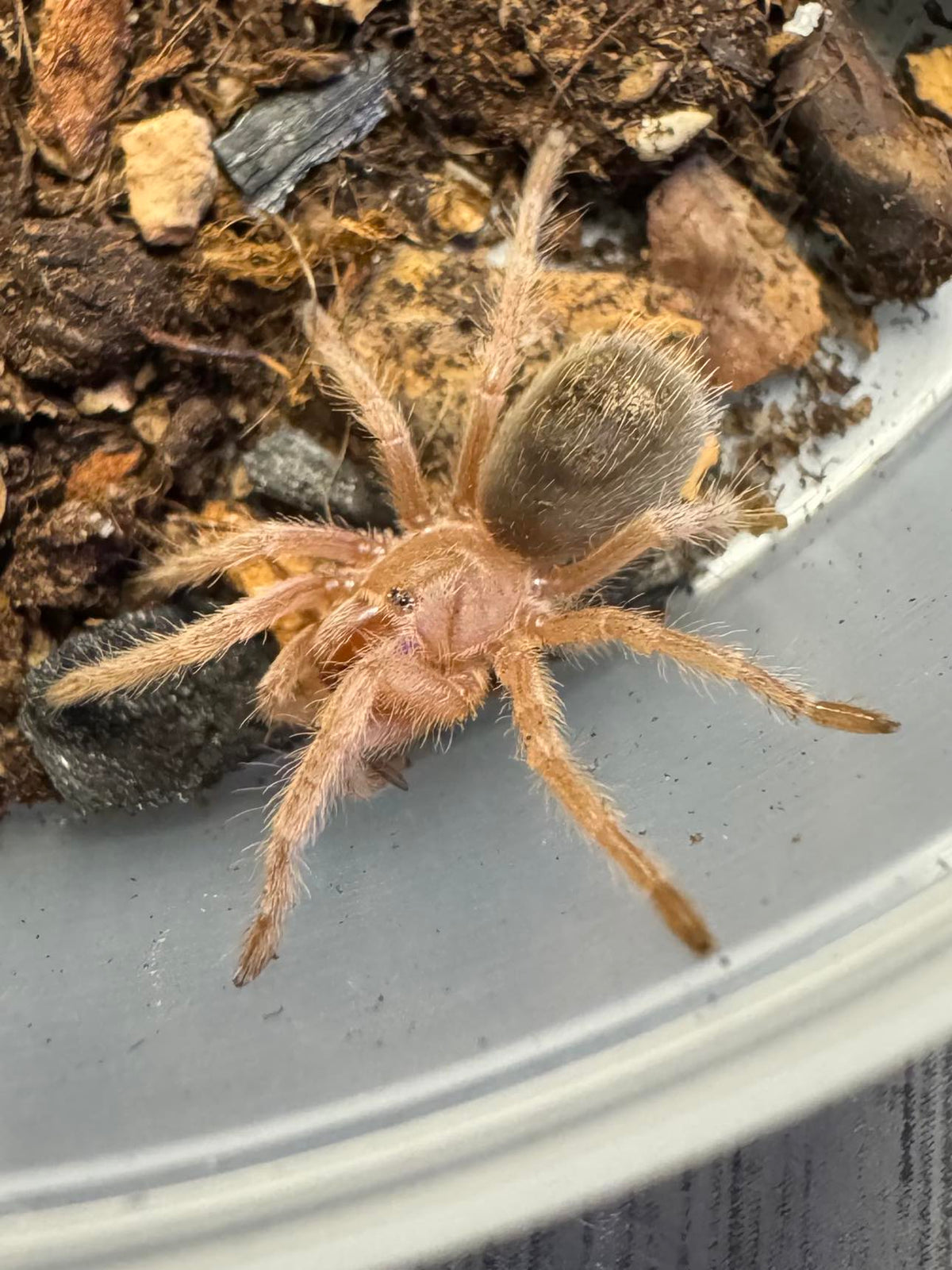 CB Red Chile Rose Tarantula (Grammostola Rosea) — The Reptile Hotel