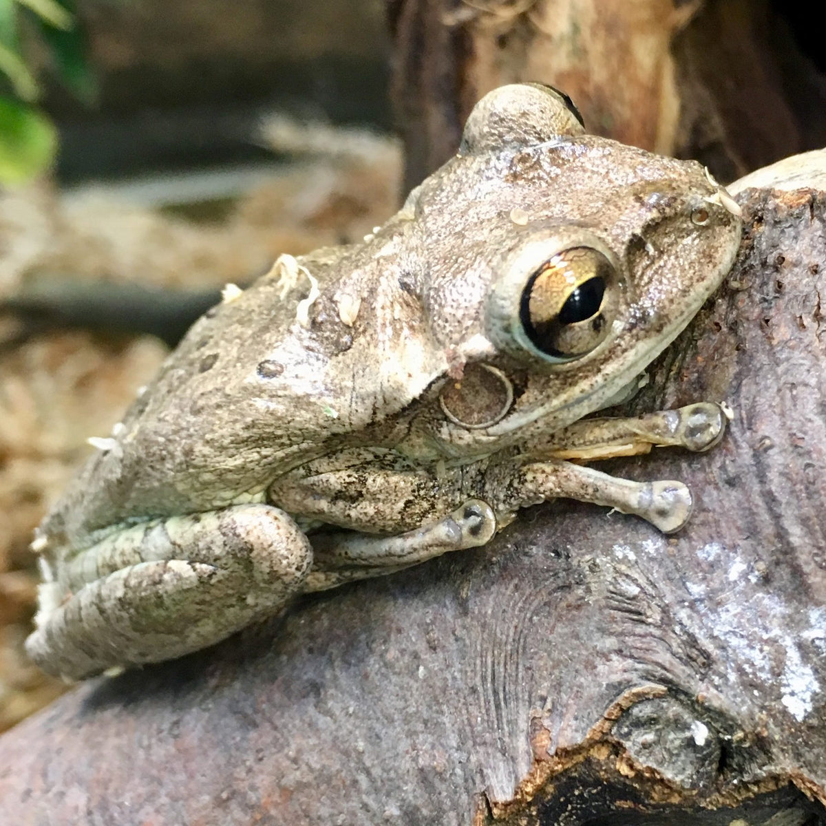 CB Cuban Tree Frogs — The Reptile Hotel
