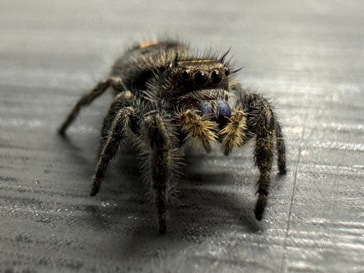 CB Pryor Mountain Jumping Spider (Phidippus Audax) — The Reptile Hotel
