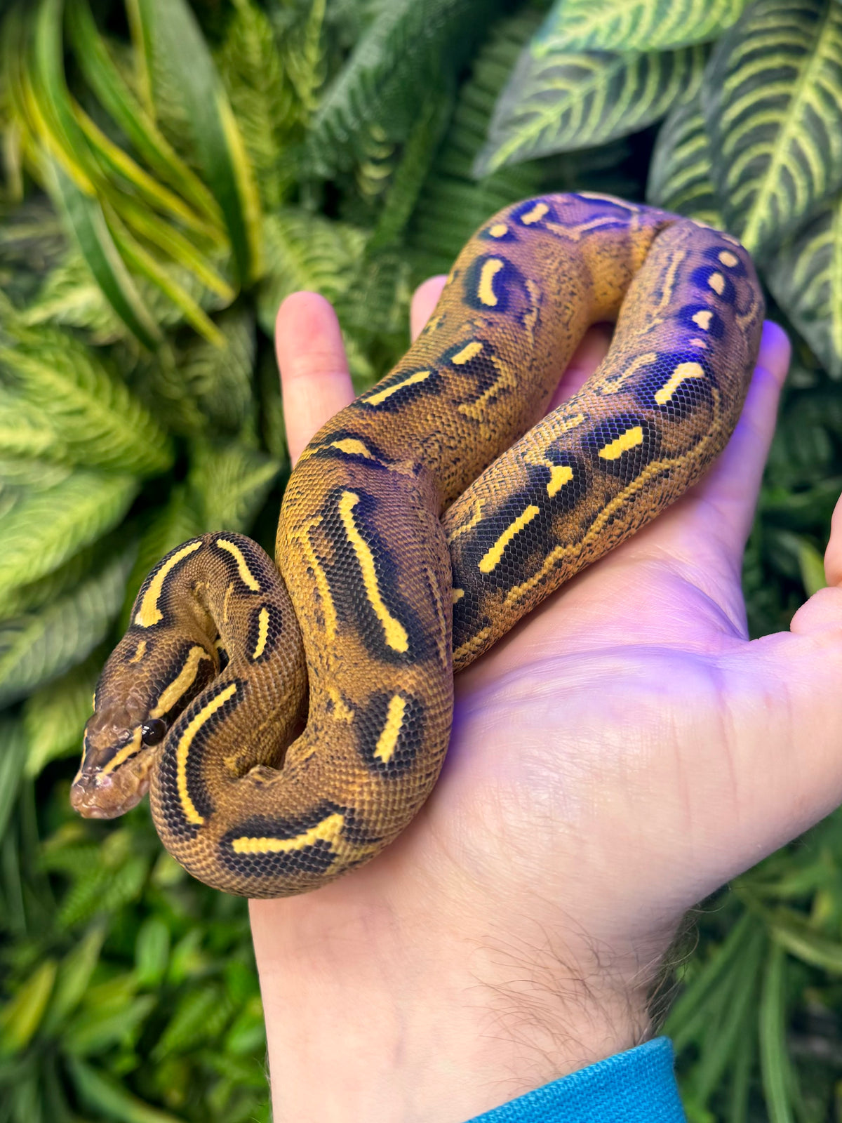 CB24 Super Gravel Royal Pythons — The Reptile Hotel