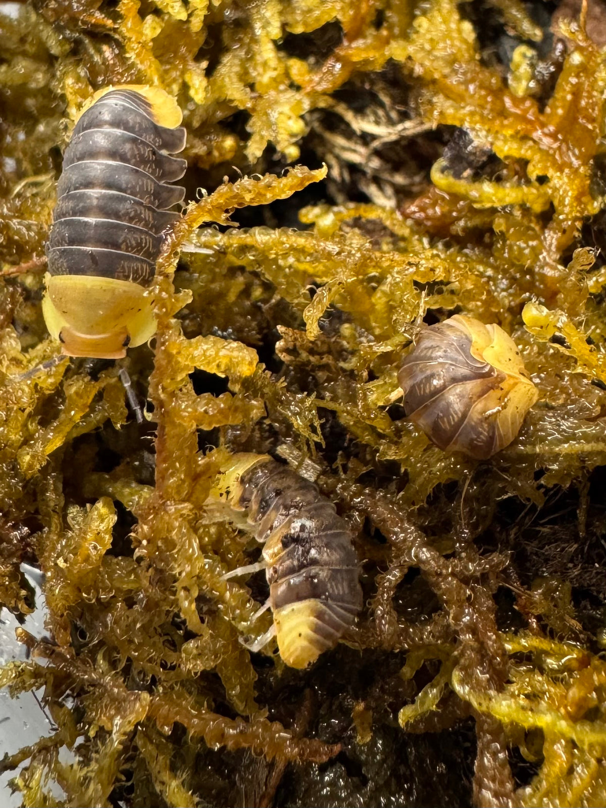 CB Rubber Ducky Isopods (Cubaris Sp.) - Colony of 10 — The Reptile Hotel
