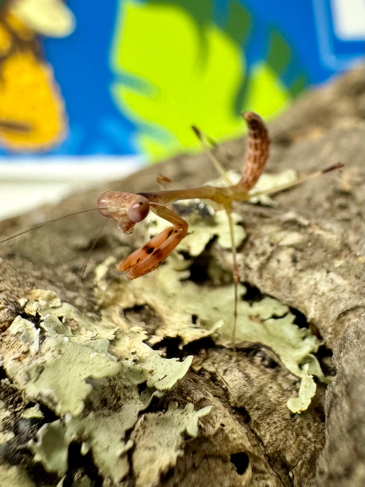 CB Asian Leaf Mantis (Camelomantis Sp.) — The Reptile Hotel