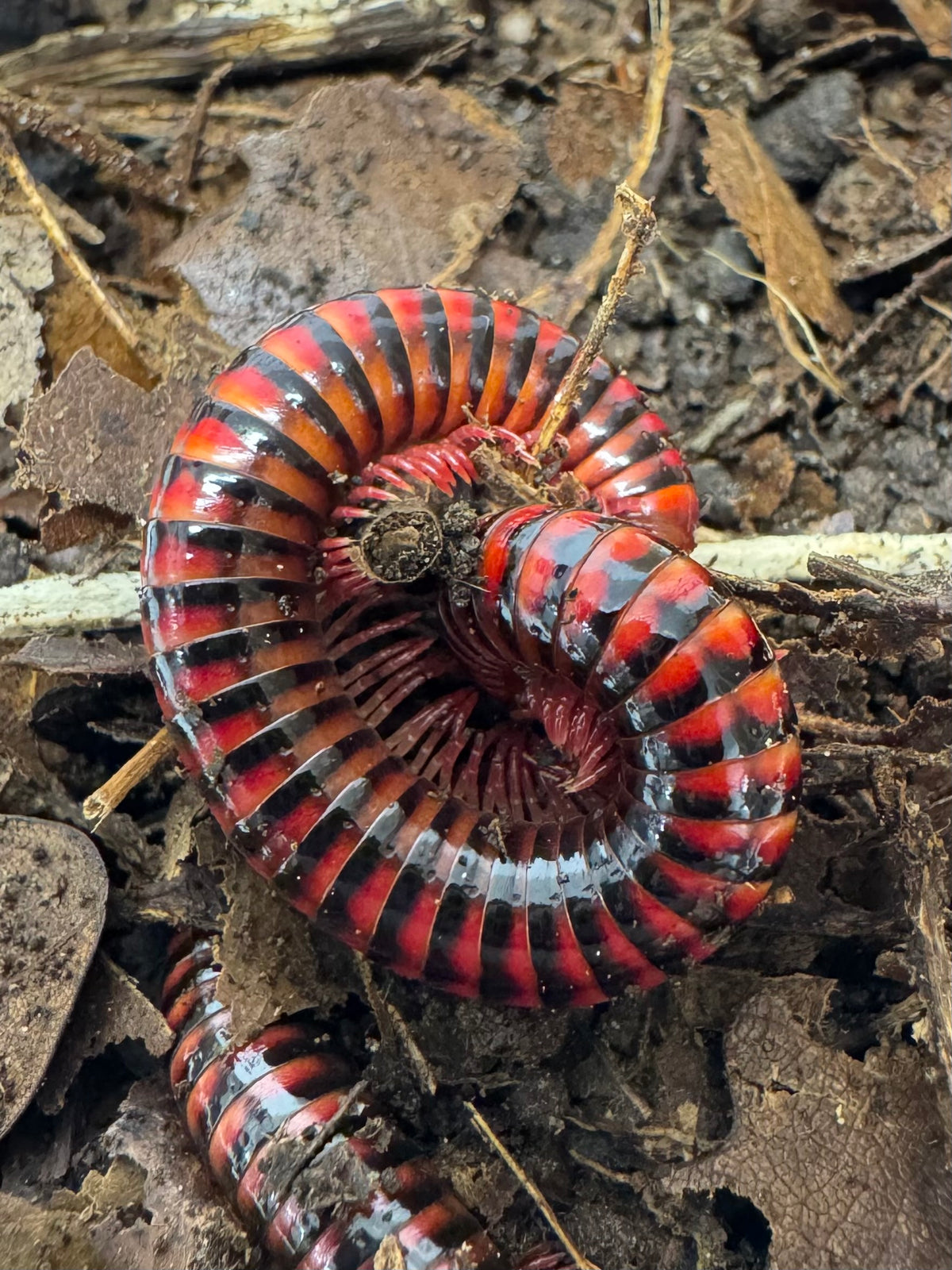 Black Fire Millipedes (Centrolobus Fulgidus) — The Reptile Hotel