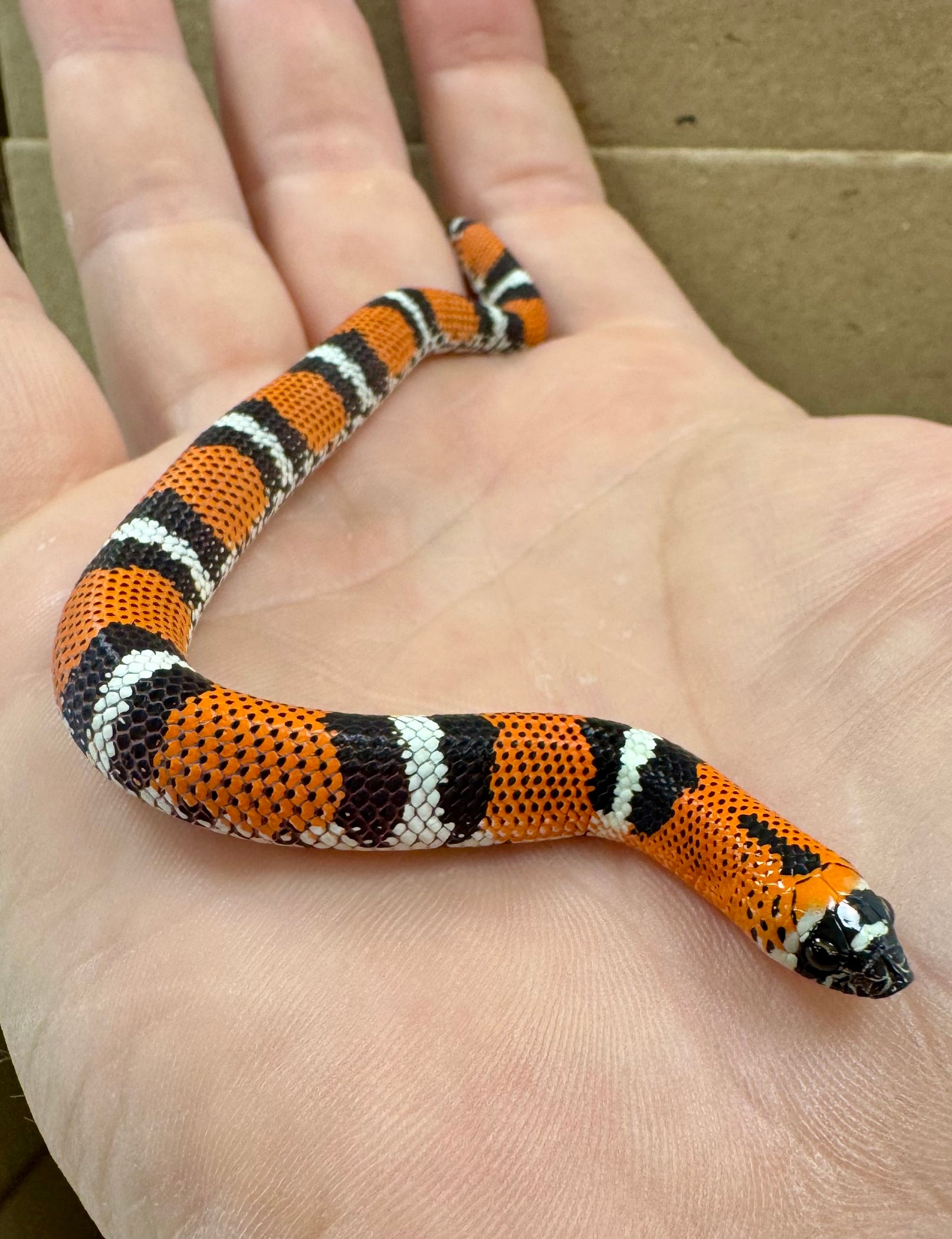 CB25 Tri-Color Hognose Snake — The Reptile Hotel