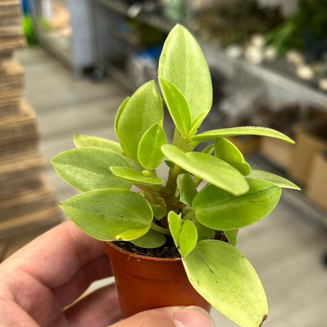 Houseplant Mixed (5cm pot) — The Reptile Hotel