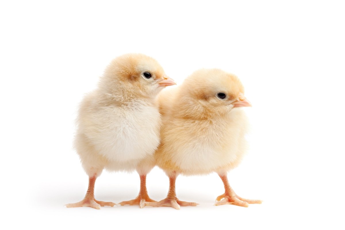 PLT Frozen Chicks 10 pack — The Reptile Hotel