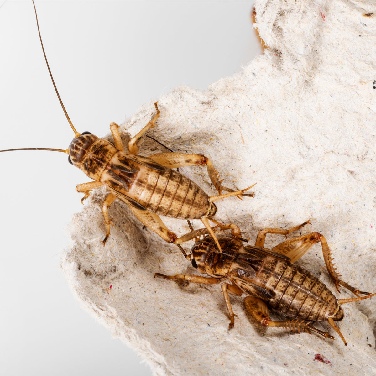 Micro Silent Crickets Livefood Tub (M) — The Reptile Hotel