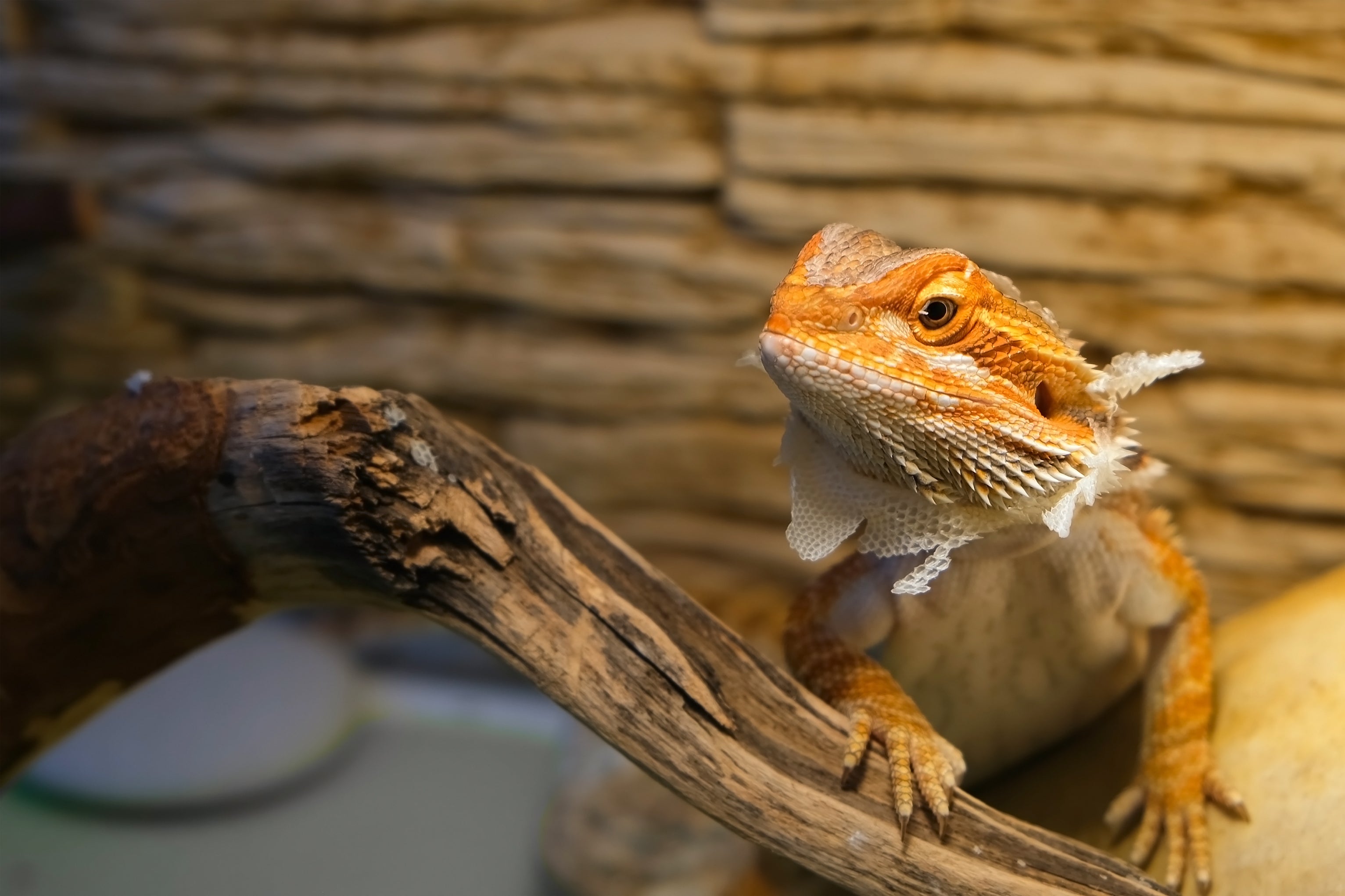 The Reptile Hotel