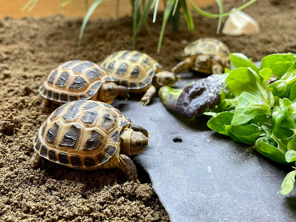 Tortoise — The Reptile Hotel