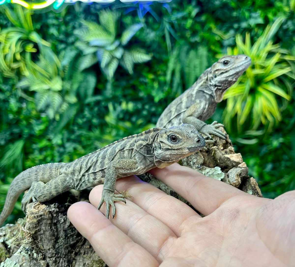 CB Rhino Iguana — The Reptile Hotel