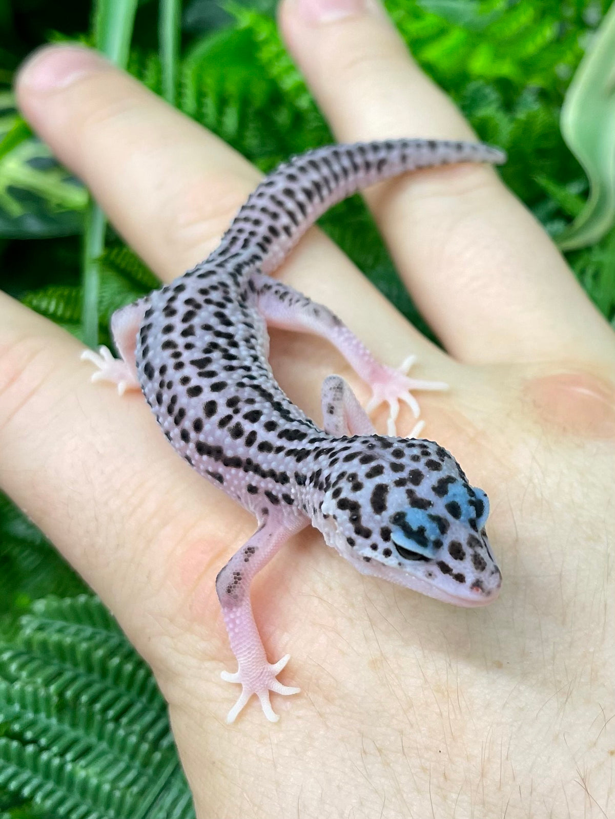 Baby Leopard Gecko Mac Snow