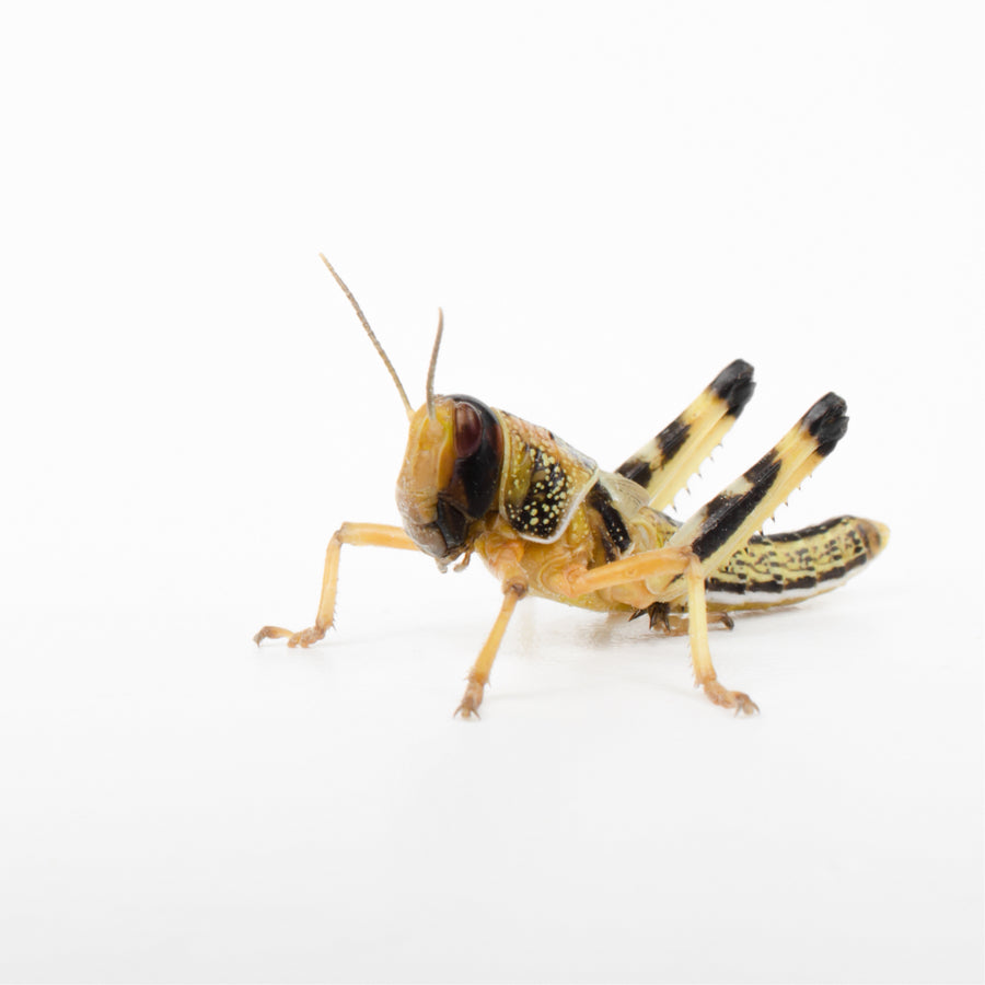 Medium Locust Livefood Tub - Fresh, High Quality Guarantee — The ...